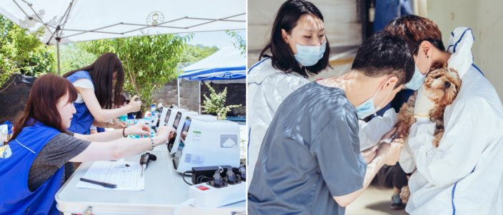 Samsung’s Community Service Group Provides Medical Services to Stray ...