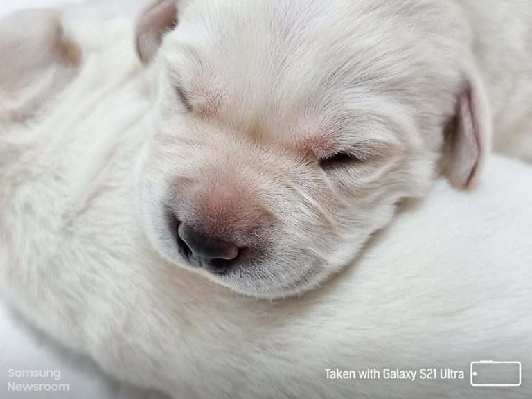 [Capture the World With Galaxy S21] Celebrating Our Essential Furry ...