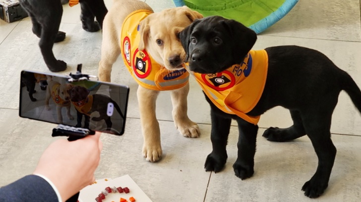 [Capture the World With Galaxy S21] Celebrating Our Essential Furry ...