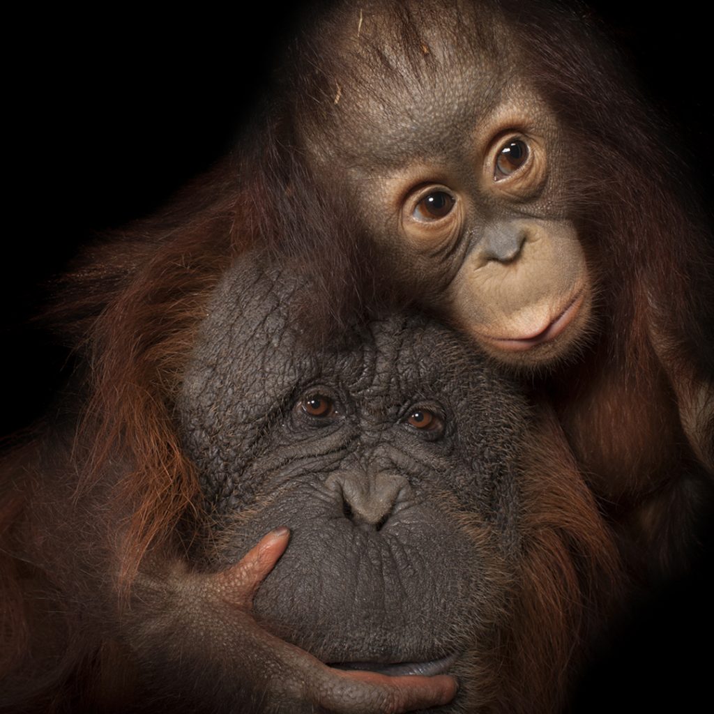 Samsung presenta Photo Ark, la exposición del reconocido fotógrafo Joel ...