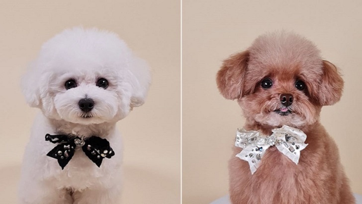 How to Capture Incredible Pet Photos and Videos With the Galaxy Note20 ...