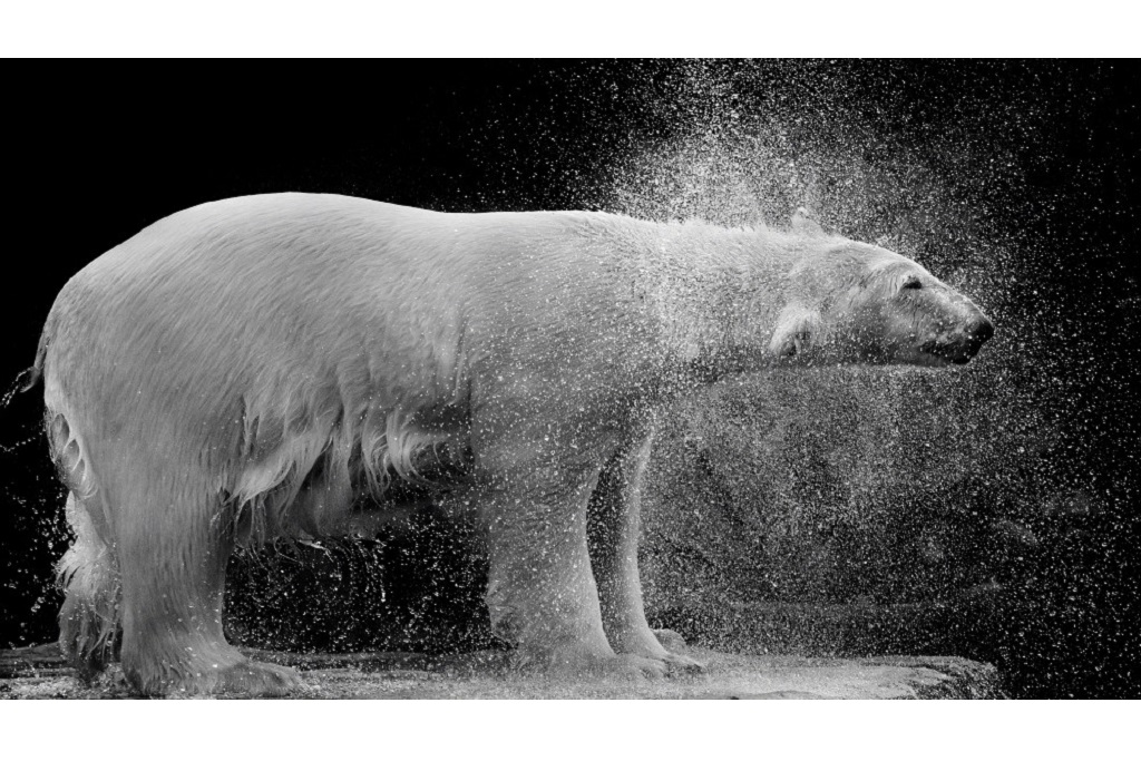 [Interview] Explore the Complexity of Animal Emotions With Wolf Ademeit ...