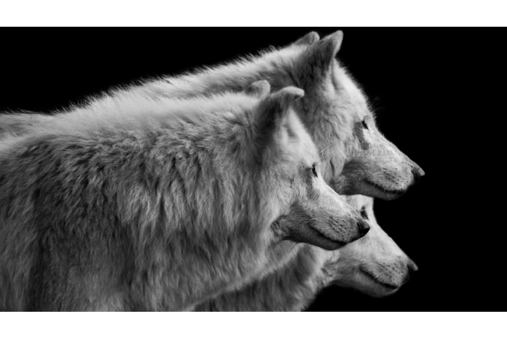 [Interview] Explore the Complexity of Animal Emotions With Wolf Ademeit ...