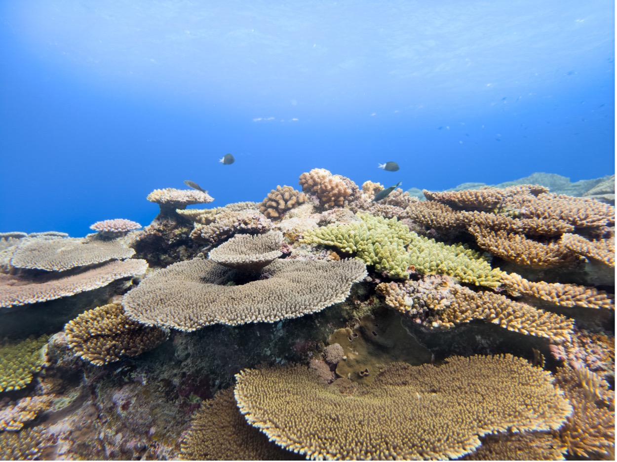 Samsung Galaxy’s Ocean Mode and Coral Reef Initiative Receive ...