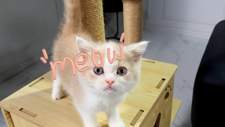 Celebrating International Cat Day with the Galaxy Note10+ – Samsung ...