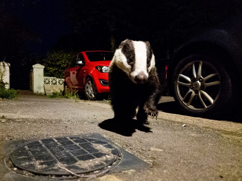 Samsung UK Reveals Britain’s Most Elusive Animals – Samsung Newsroom U.K.